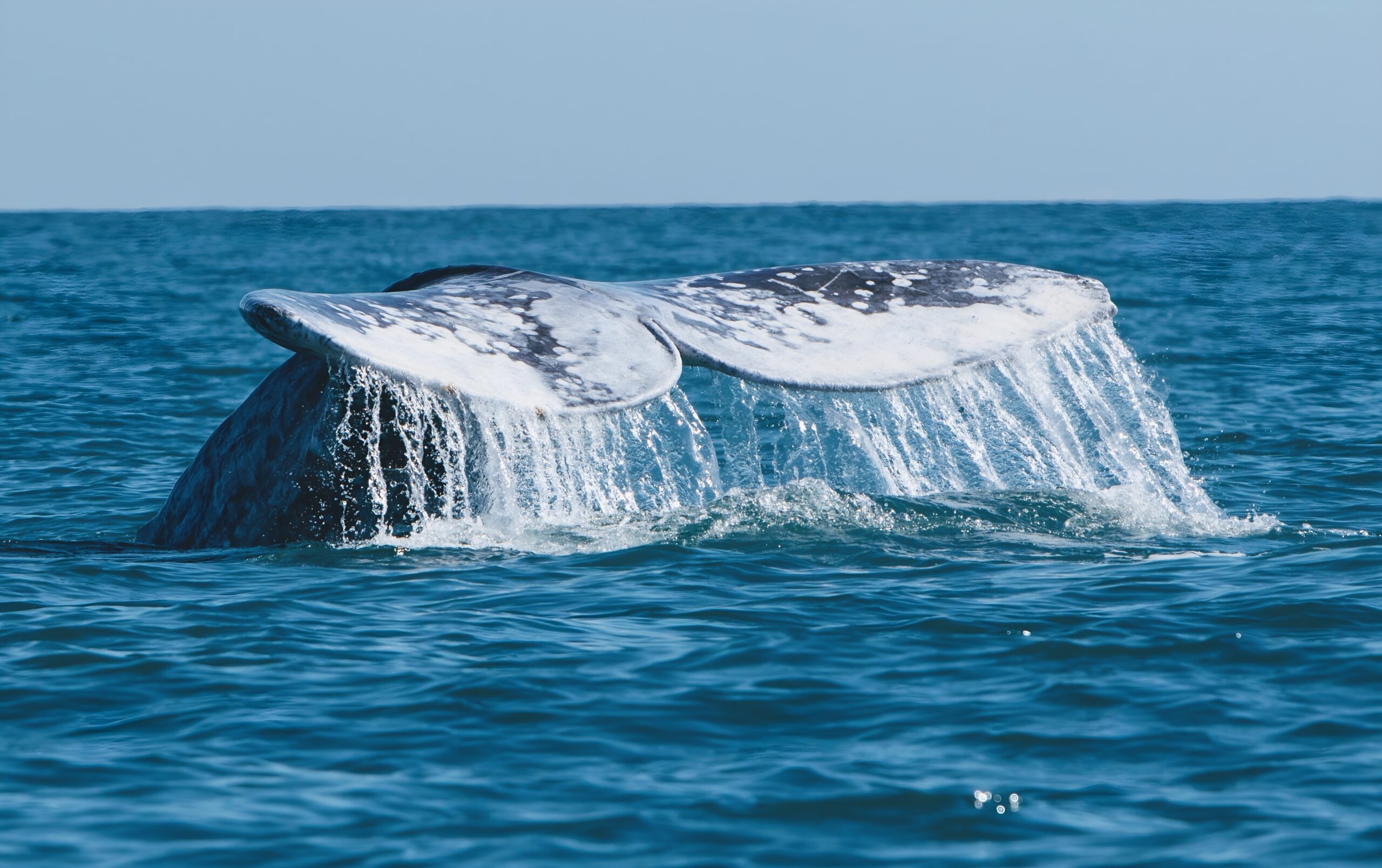 Early whaling wiped out two species of whales in the eastern Atlantic ...