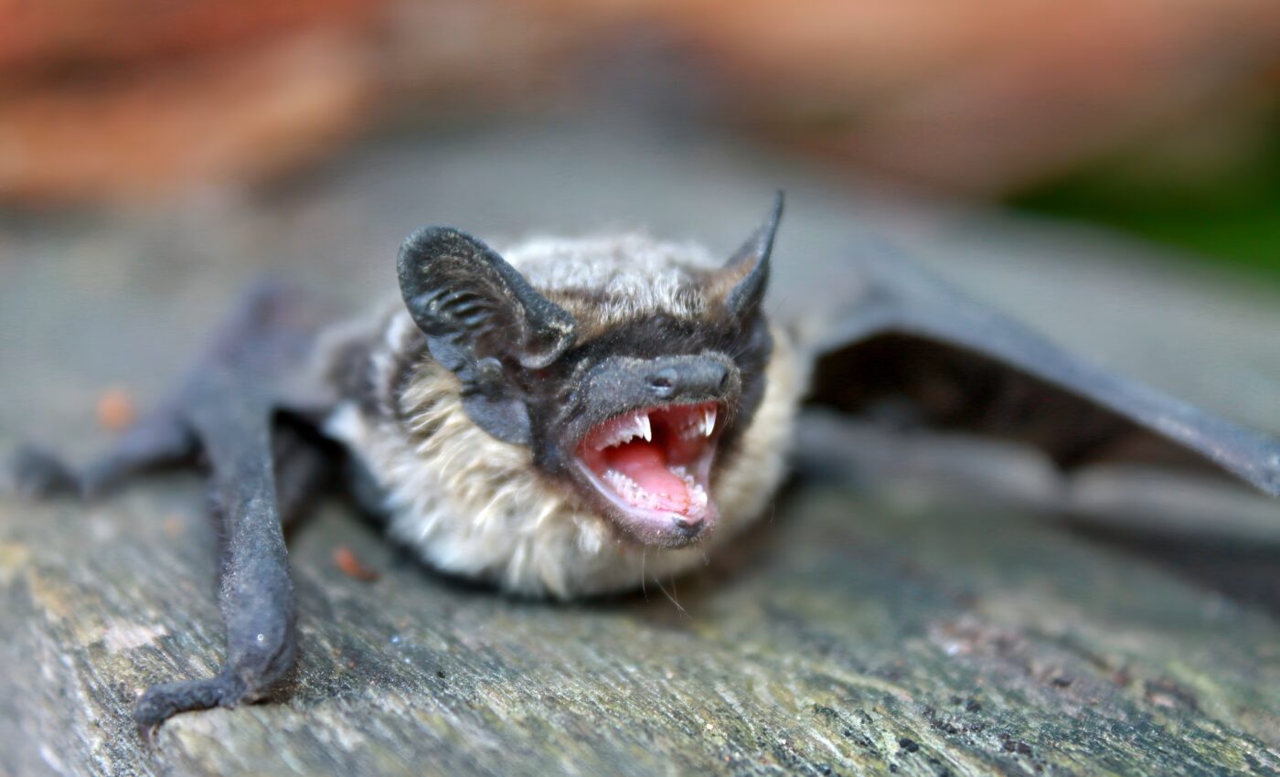 Brown Bat Teeth