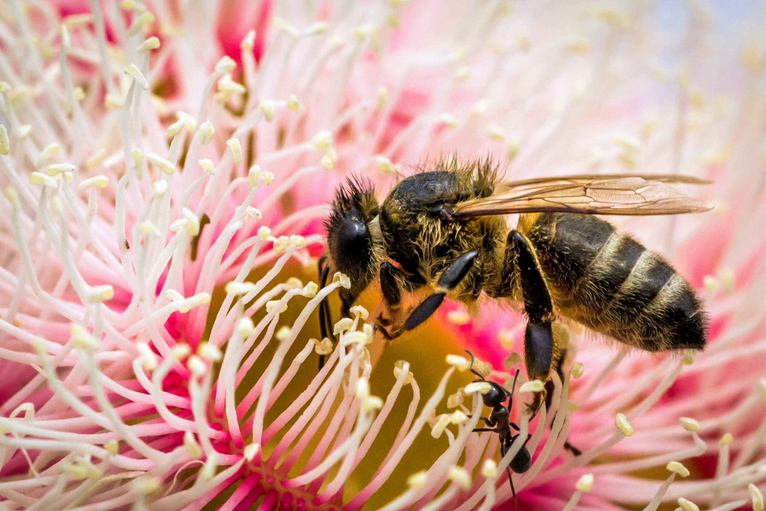 Insect apocalypse: Australasia is facing a hidden pollination crisis ...