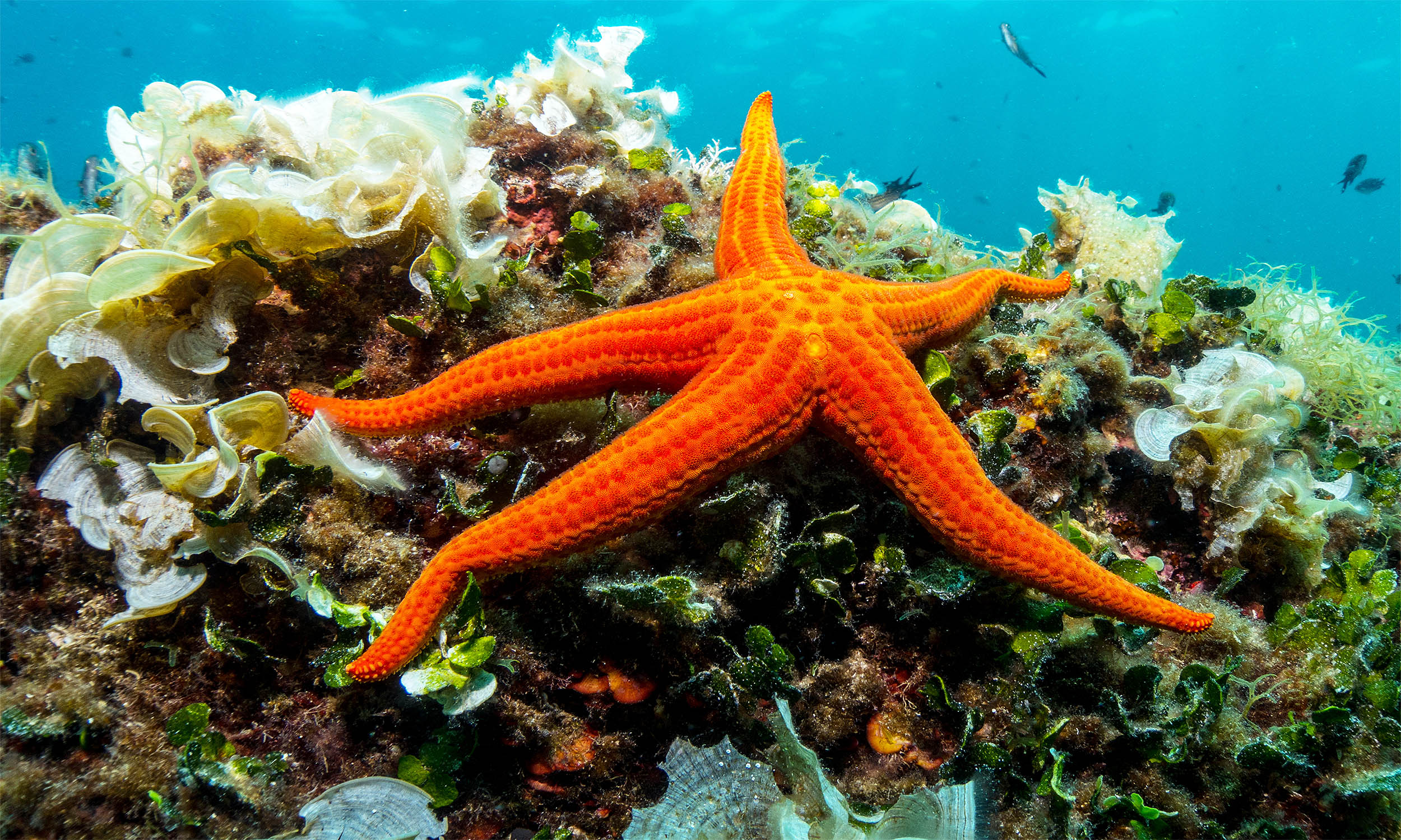 Sea stars may actually be walking heads with no bodies - Earth.com