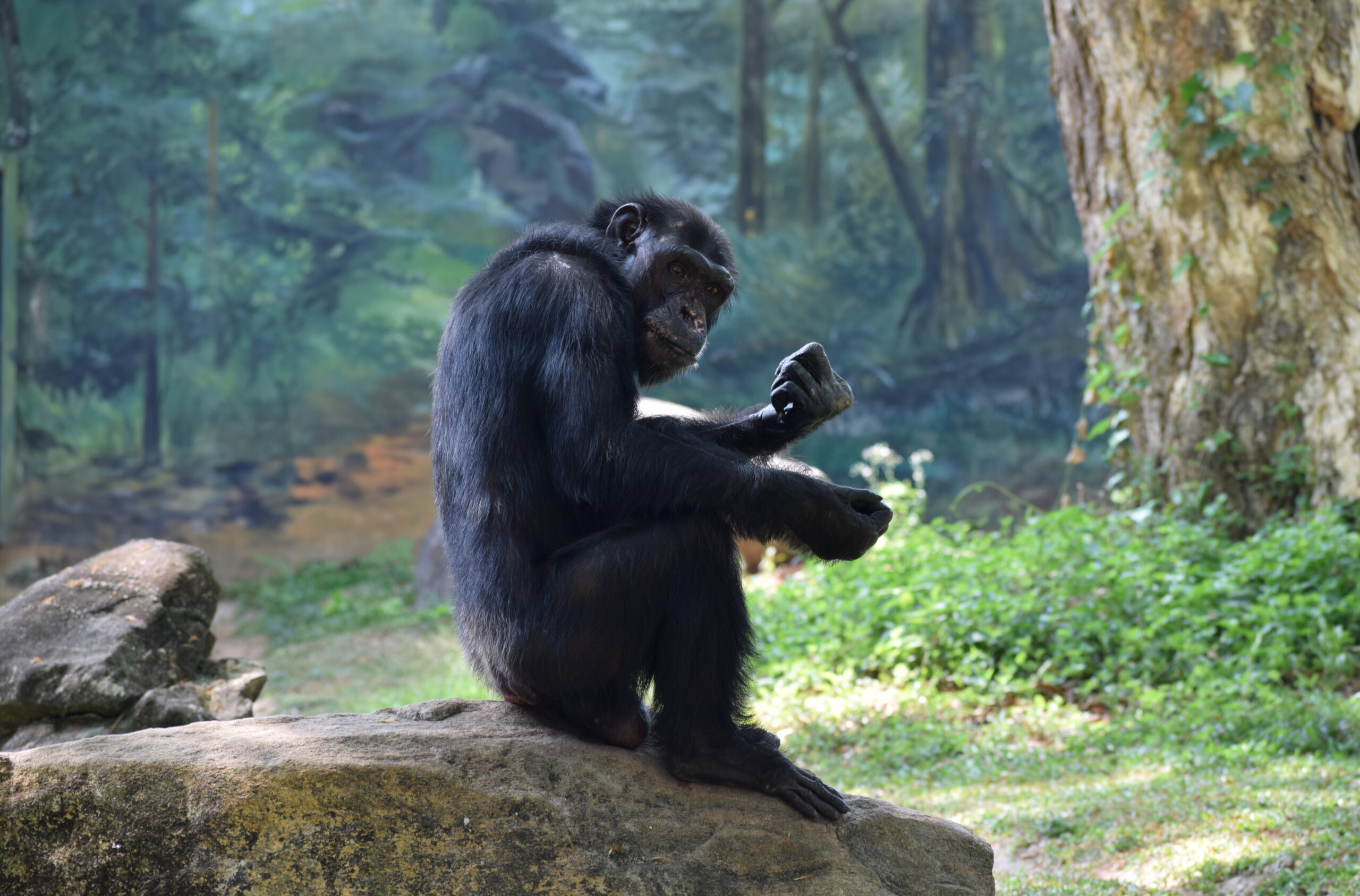 Chimpanzees seek high ground to spy on rivals during warfare - Earth.com