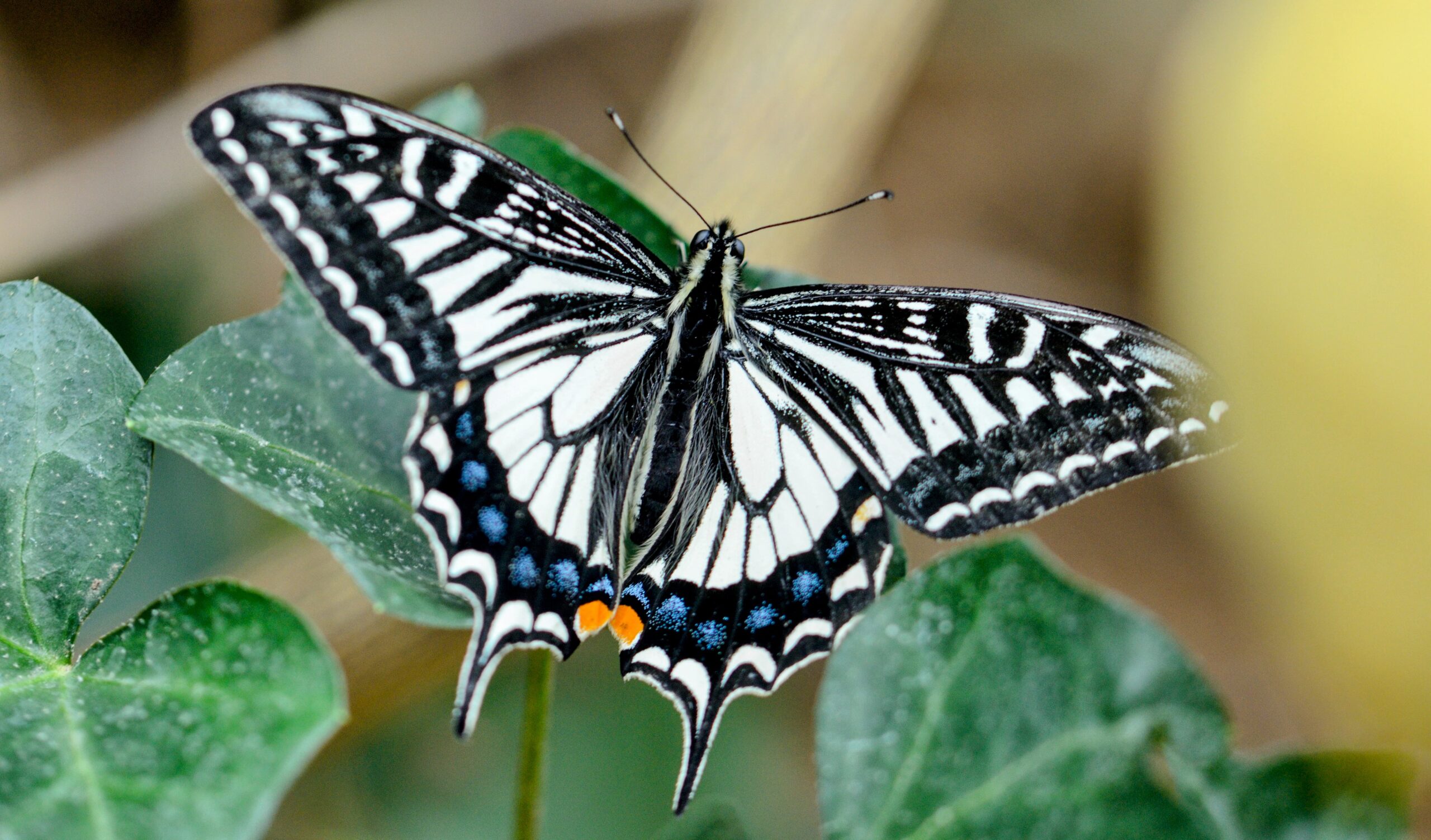 Butterfly vision is helping scientists improve cancer detection - Earth.com