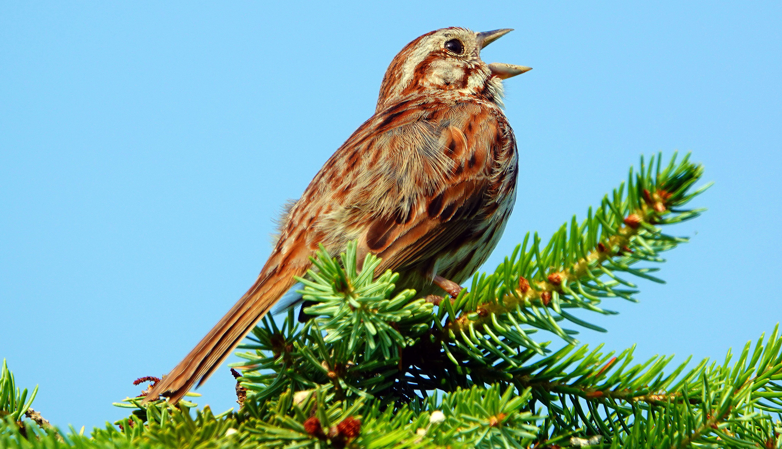 Revealed: Why song sparrows are larger in colder climates - Earth.com