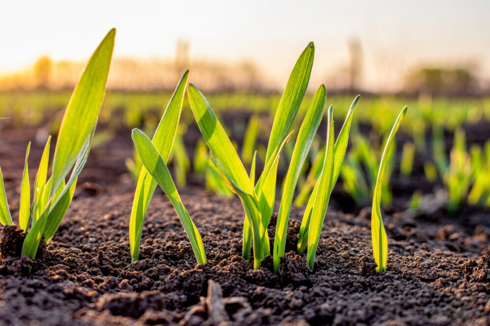 Soil salinity disrupts the development of wheat seedlings • Earth.com