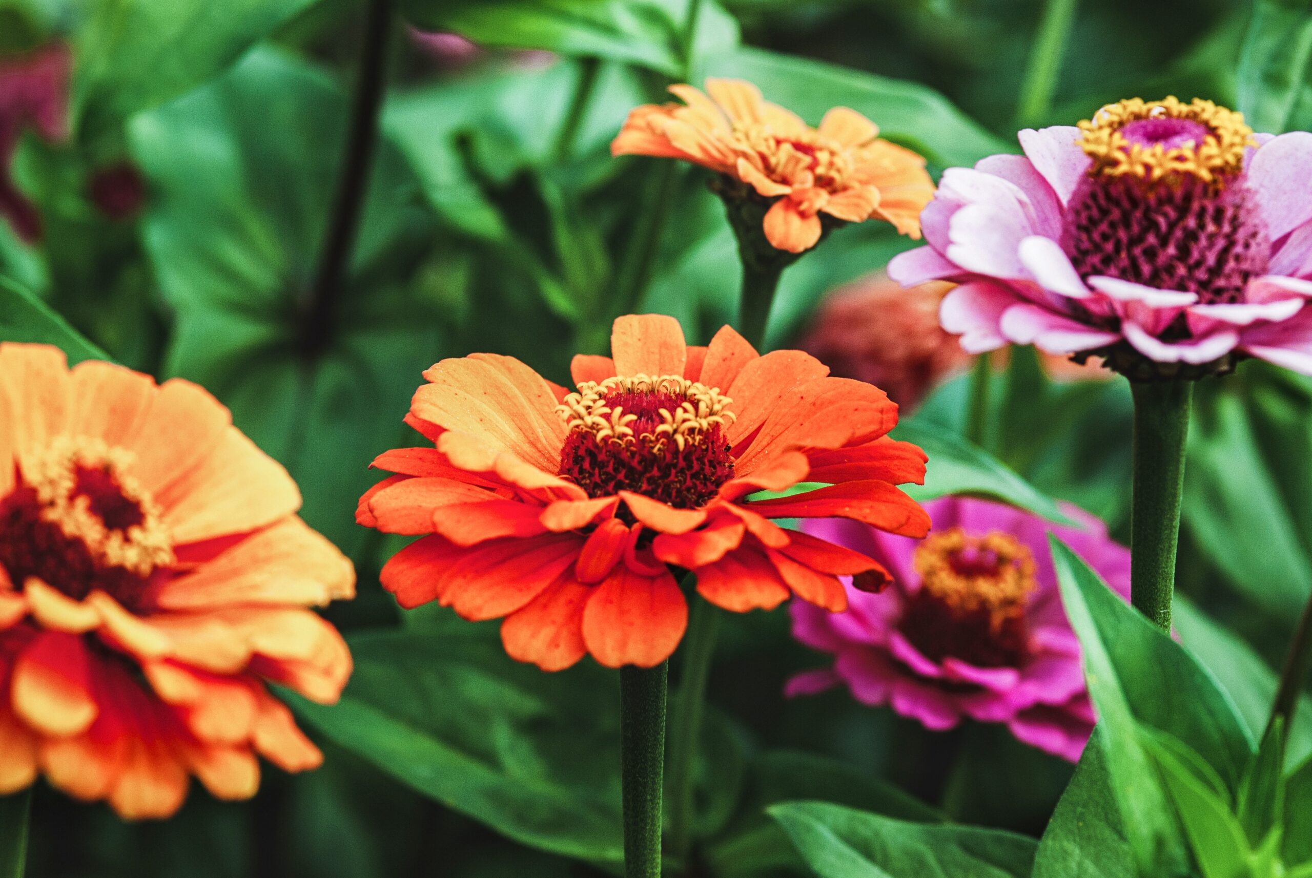 Plant life cycles: Predicting the impacts of climate change - Earth.com