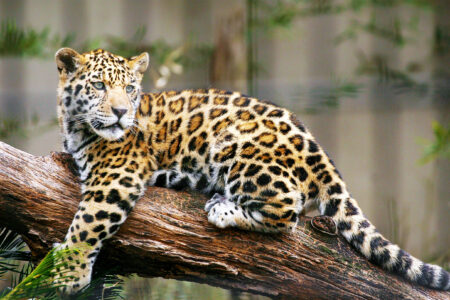 How animals got their patterns of spots and stripes • Earth.com