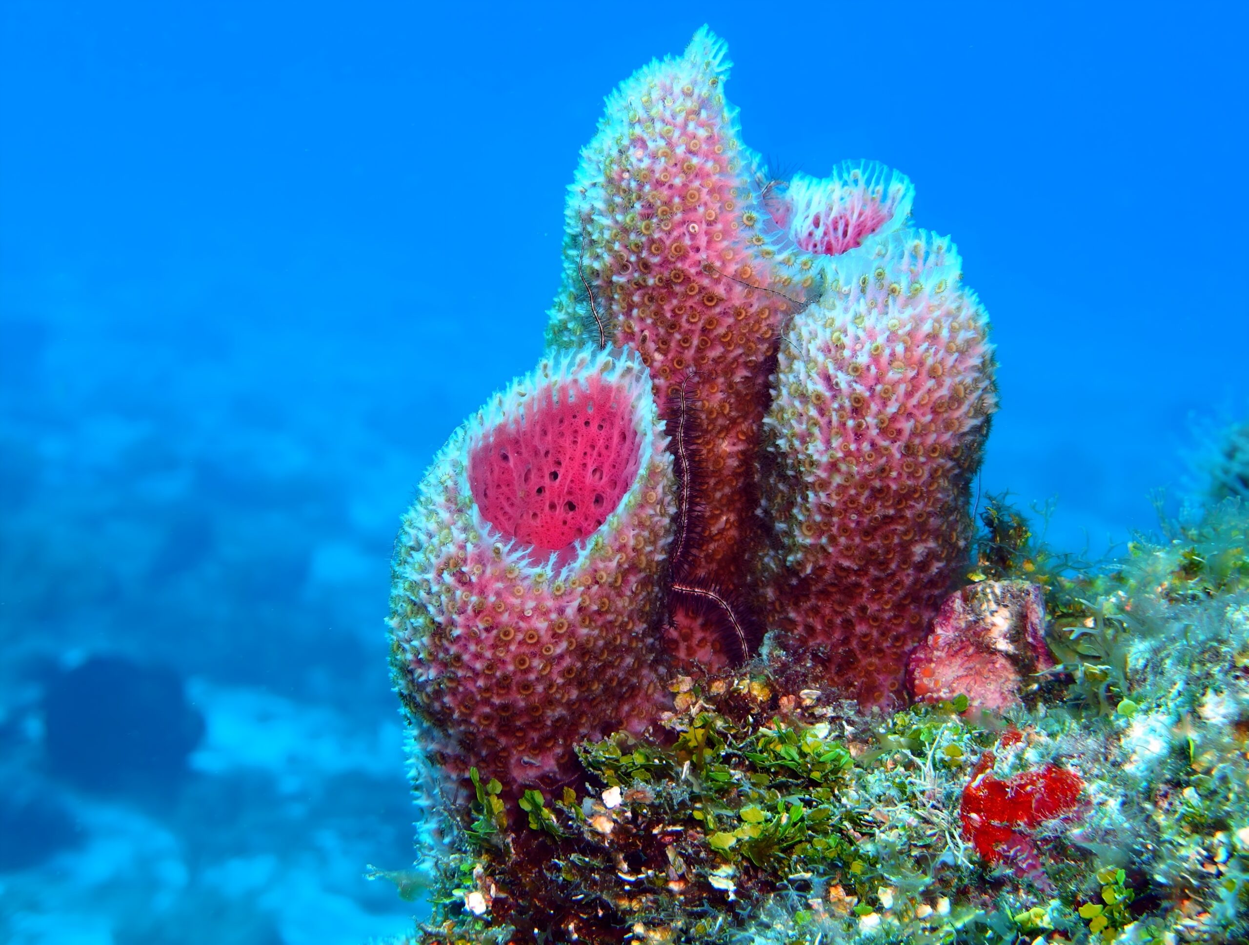 Device sniffs out unknown ocean molecules - Earth.com