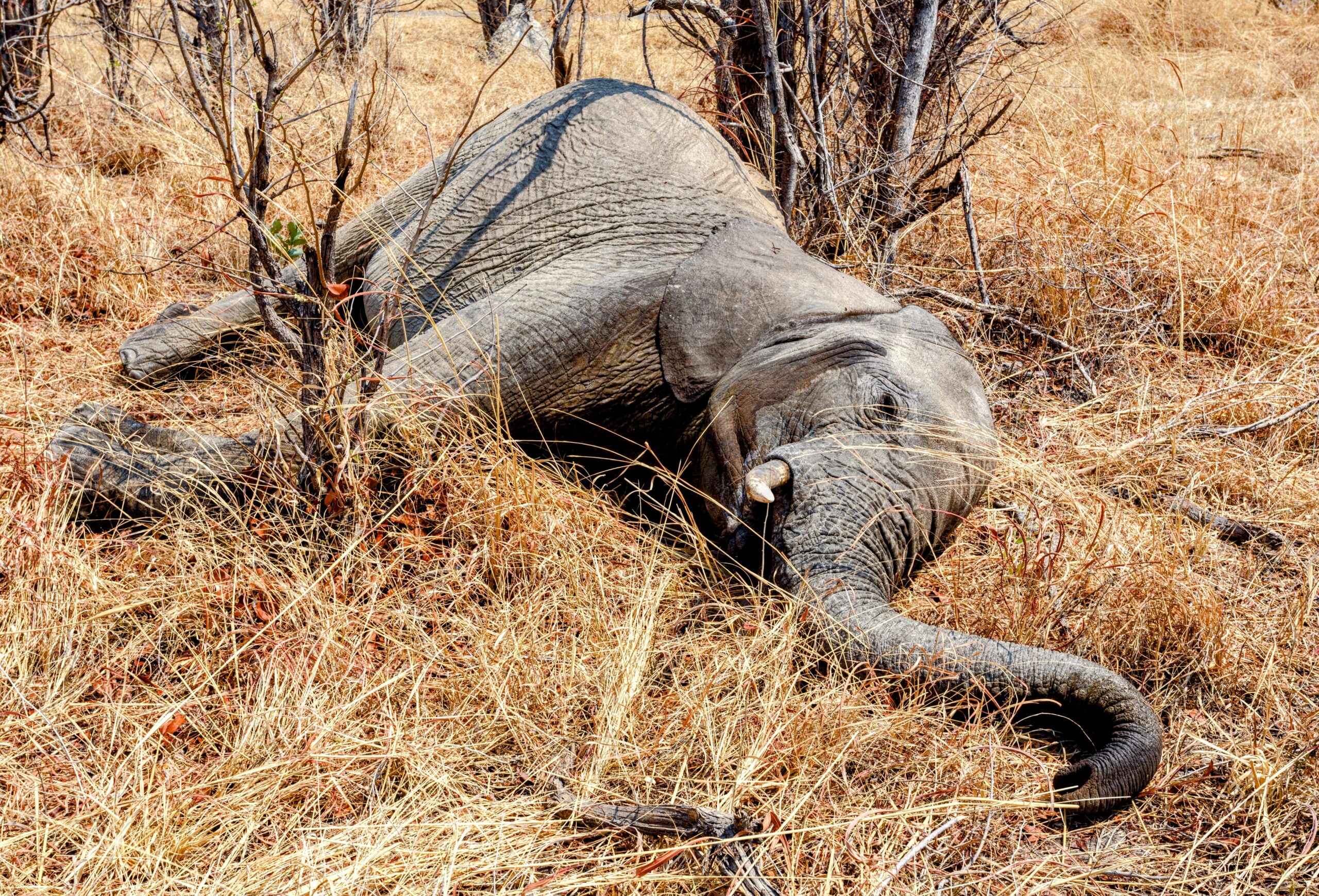 African elephants suddenly dropped dead in 2020 - Earth.com