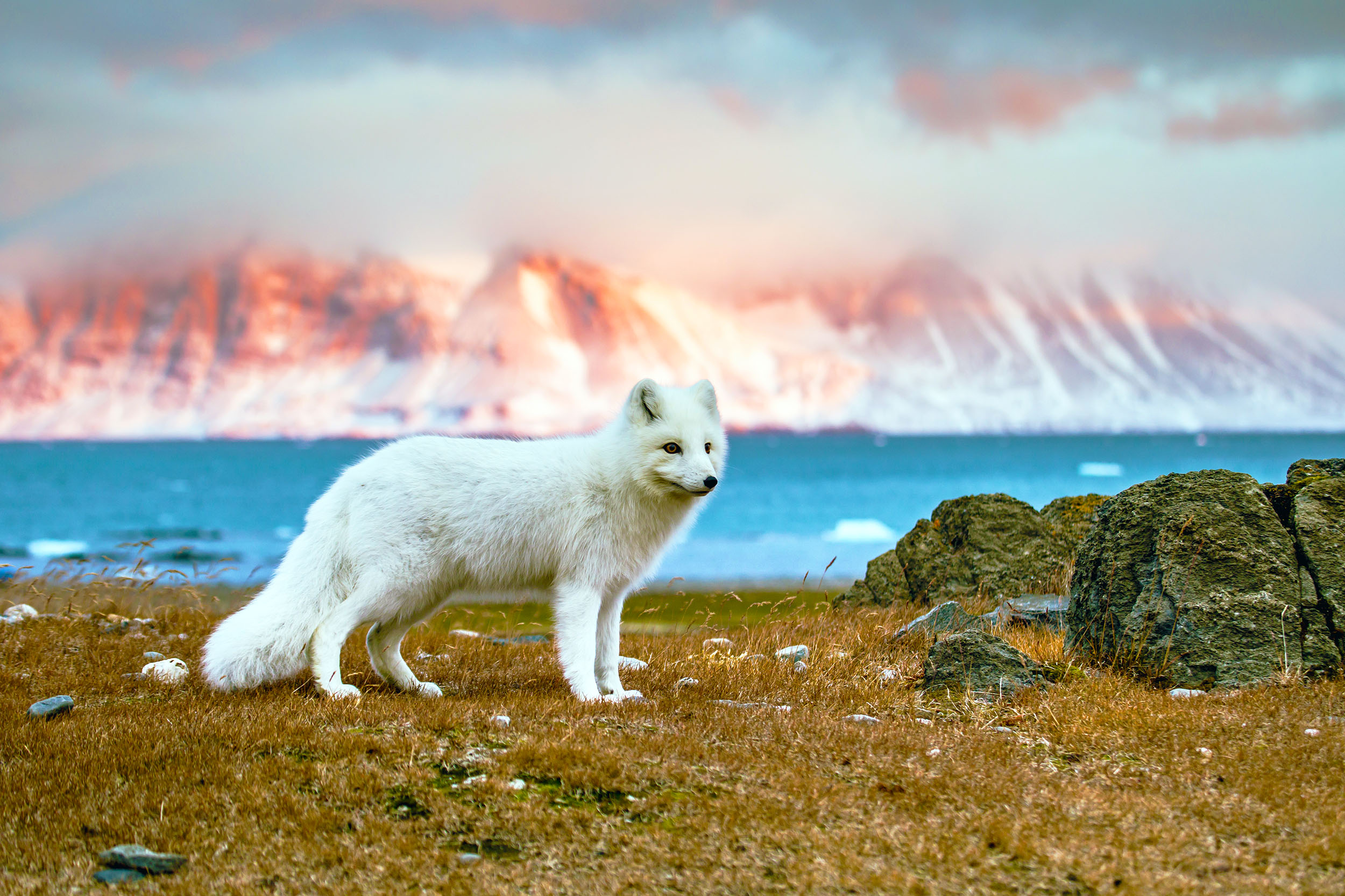 Arctic warming could speed up global 2C temperature rise - Earth.com