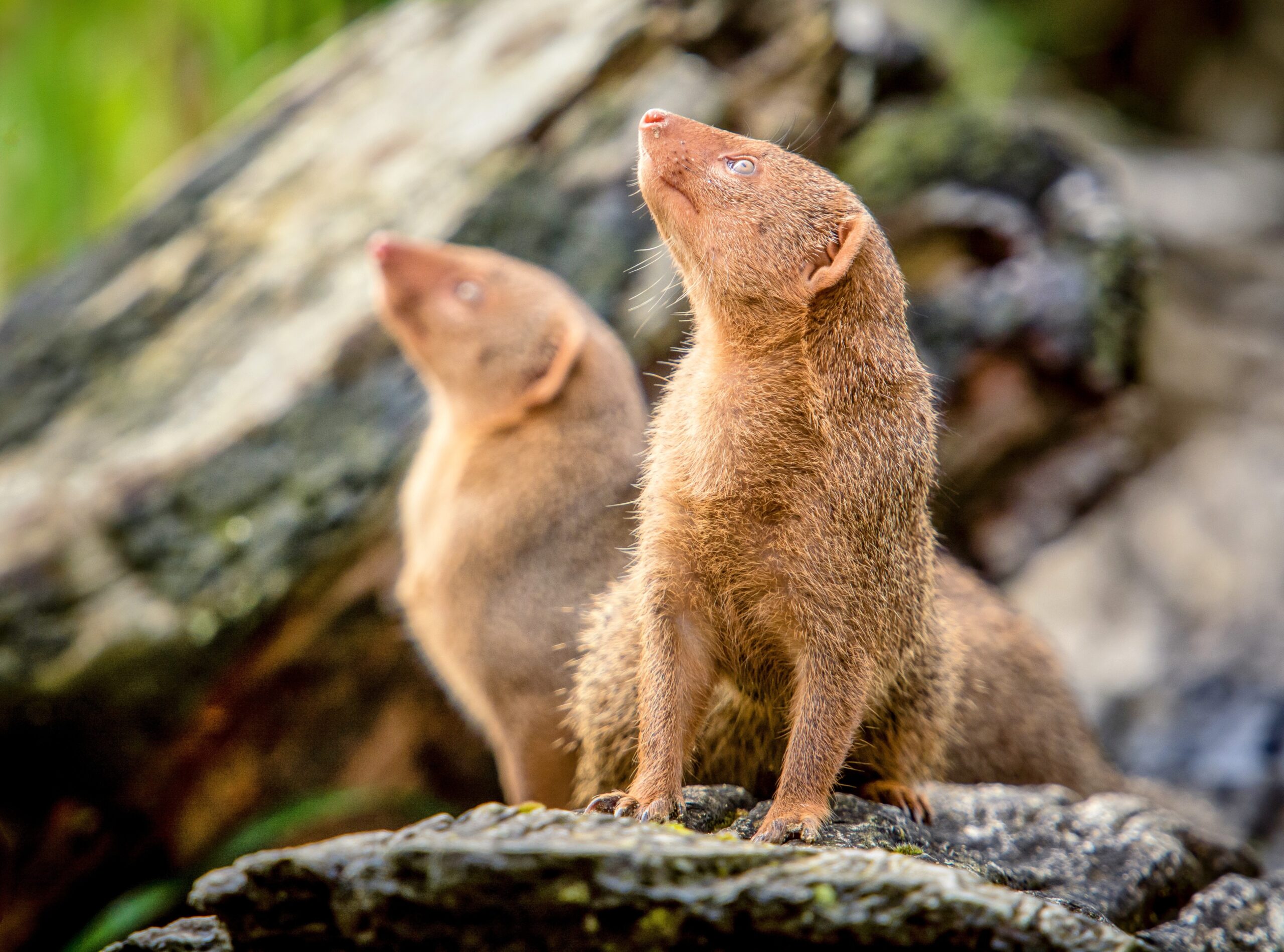 How To Draw A Dwarf Mongoose Dwarf Mongoose | Sabi Sabi