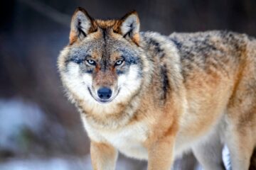 Study reveals how gray wolves recolonized Germany • Earth.com
