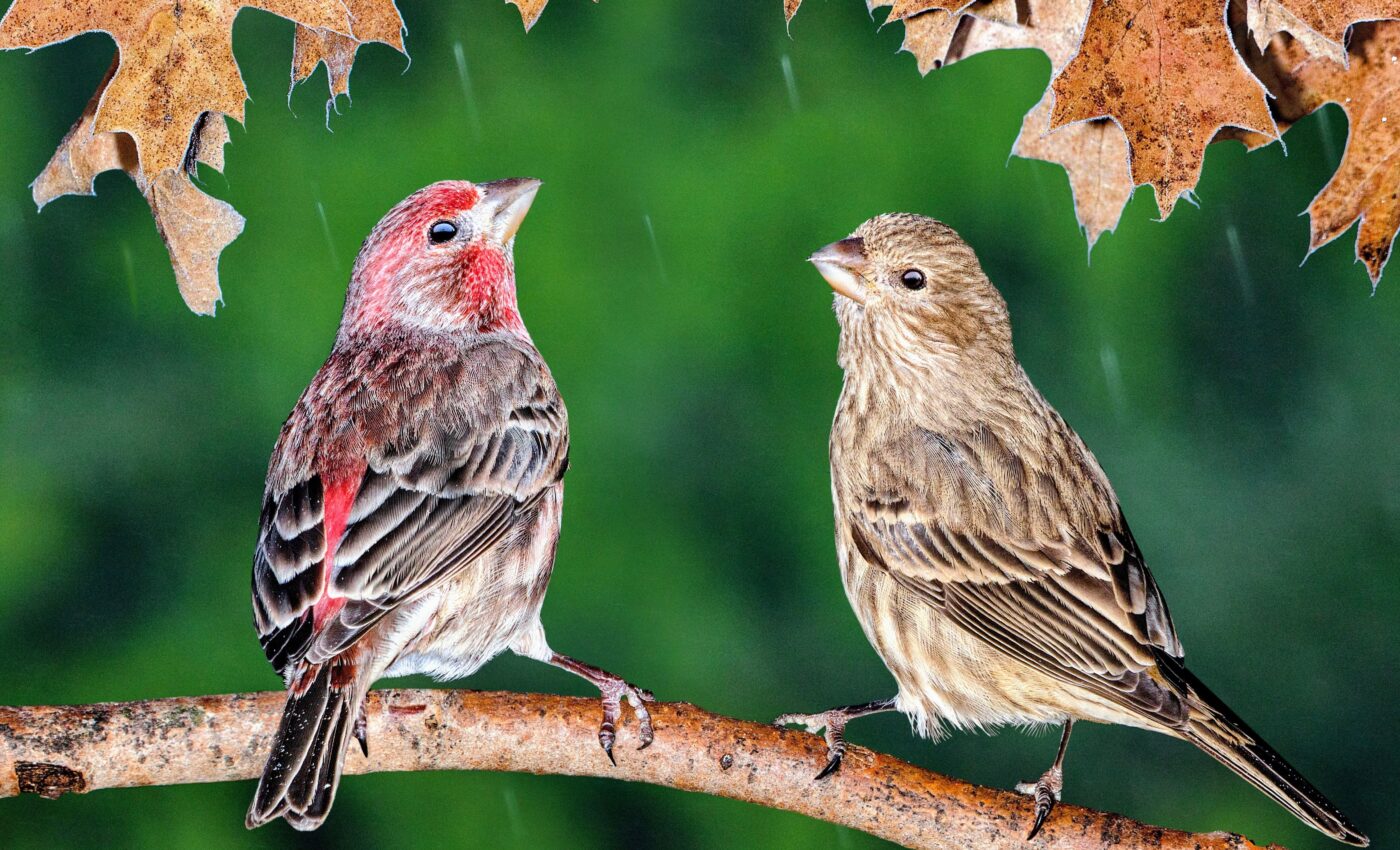 Finch House Quotes House Finch Vs. Purple Finch