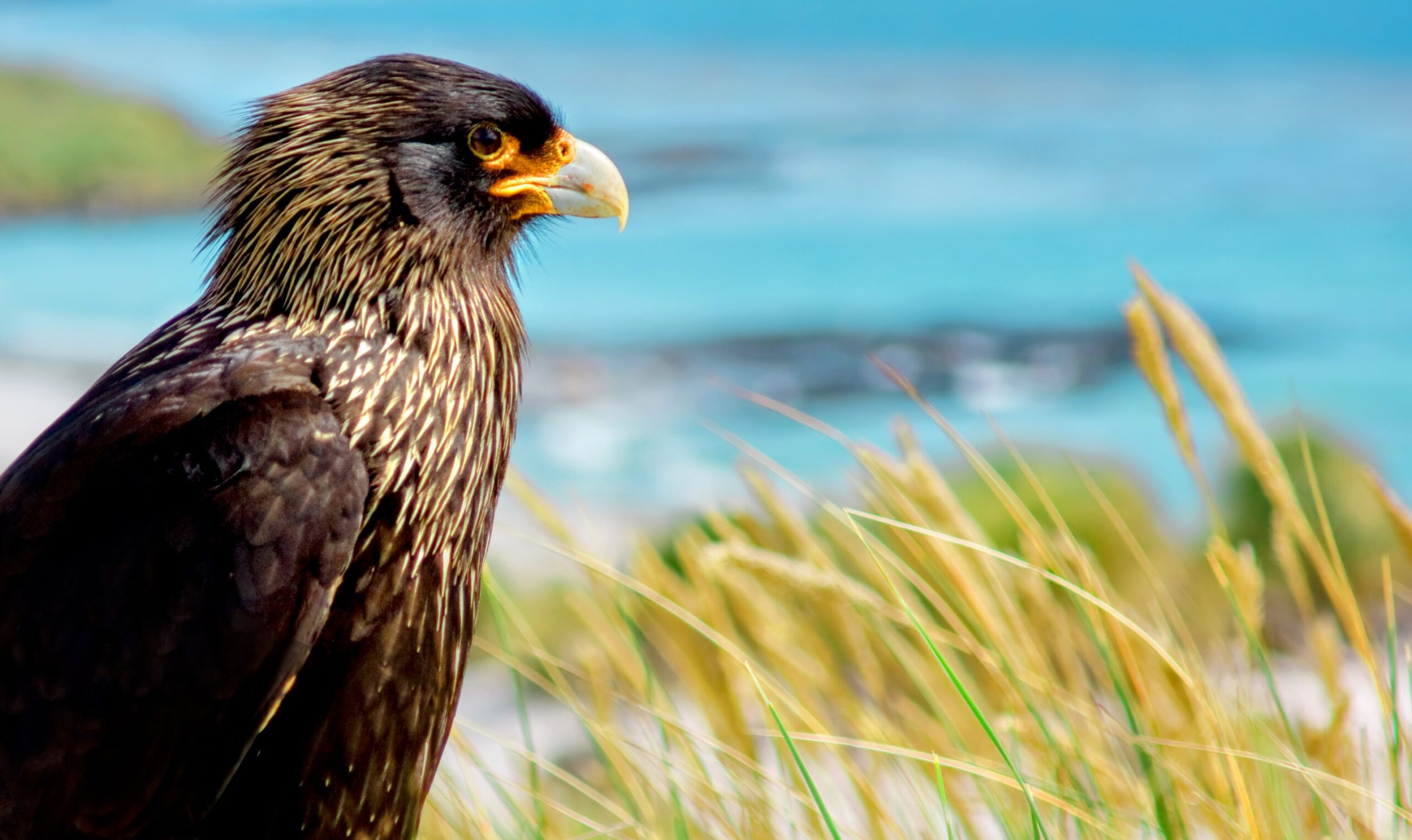 Wild falcons are as smart as parrots and eager to show it - Earth.com