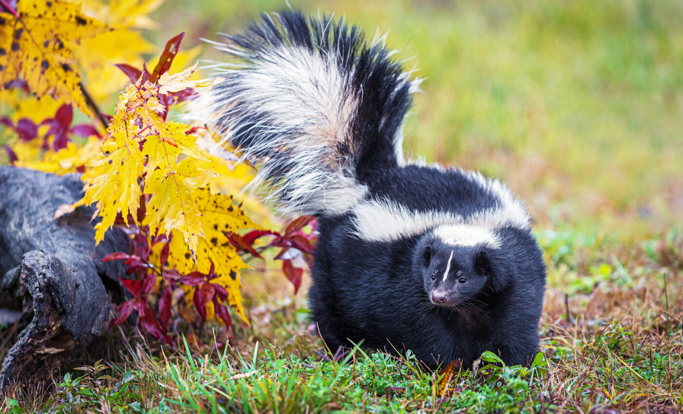 Colored Skunks