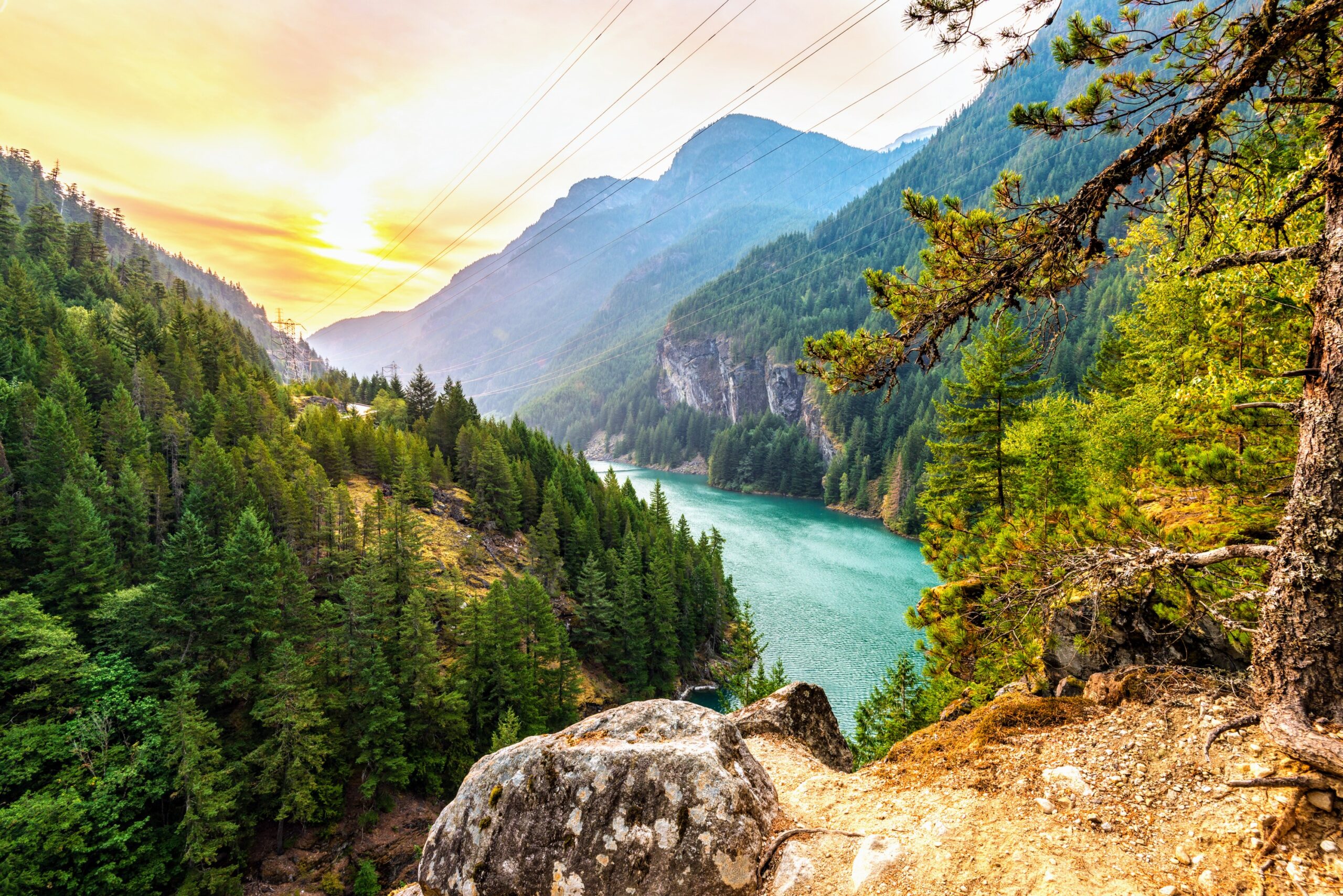 Forest modeling study reveals new insights - Earth.com