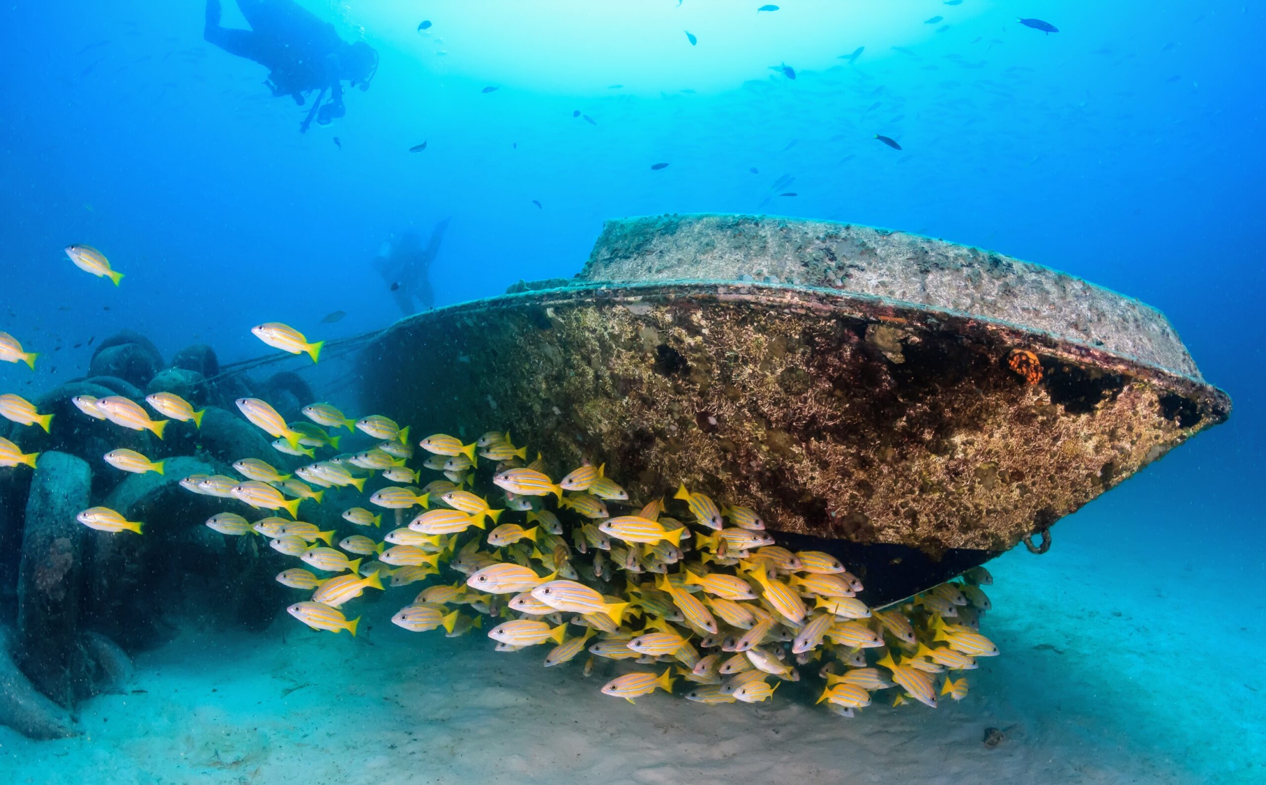 Hidden havens: Shipwreck sites provide a sanctuary for marine life ...