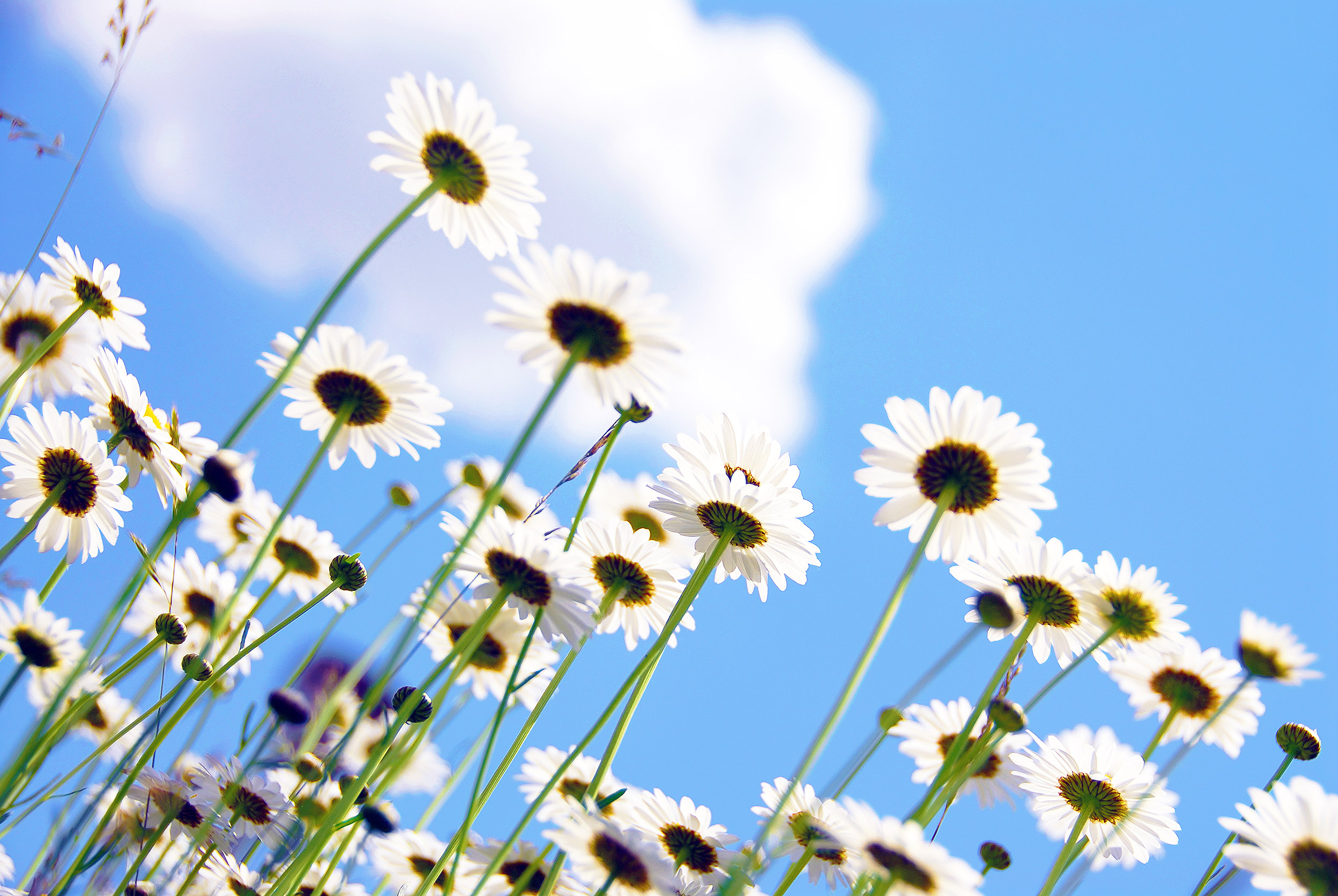 How plants know where to find the light - Earth.com