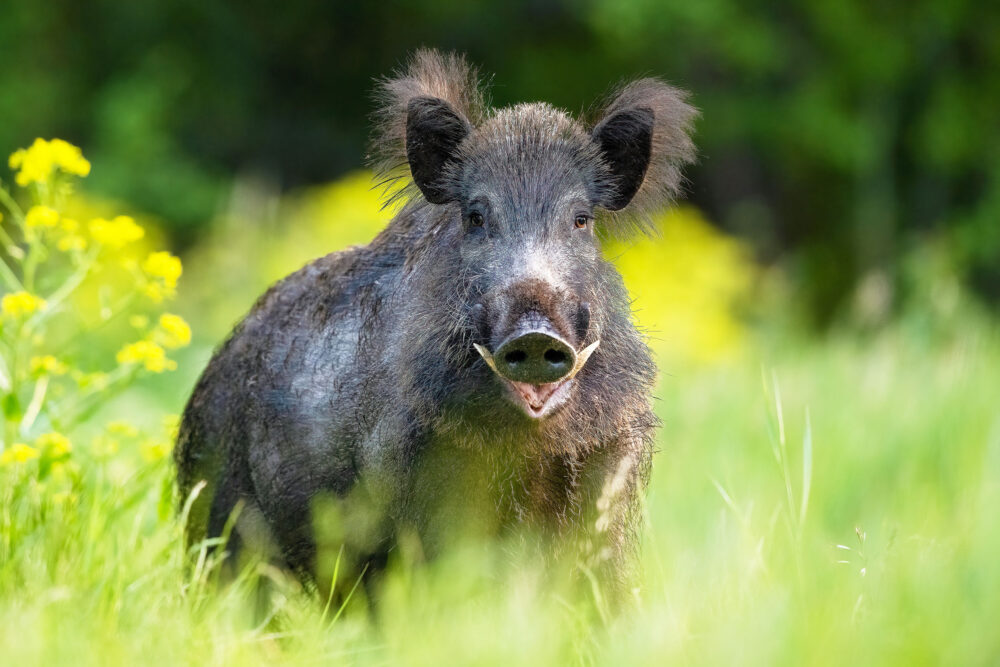 "Super pigs" from Canada pose growing threat to U.S. agriculture ...