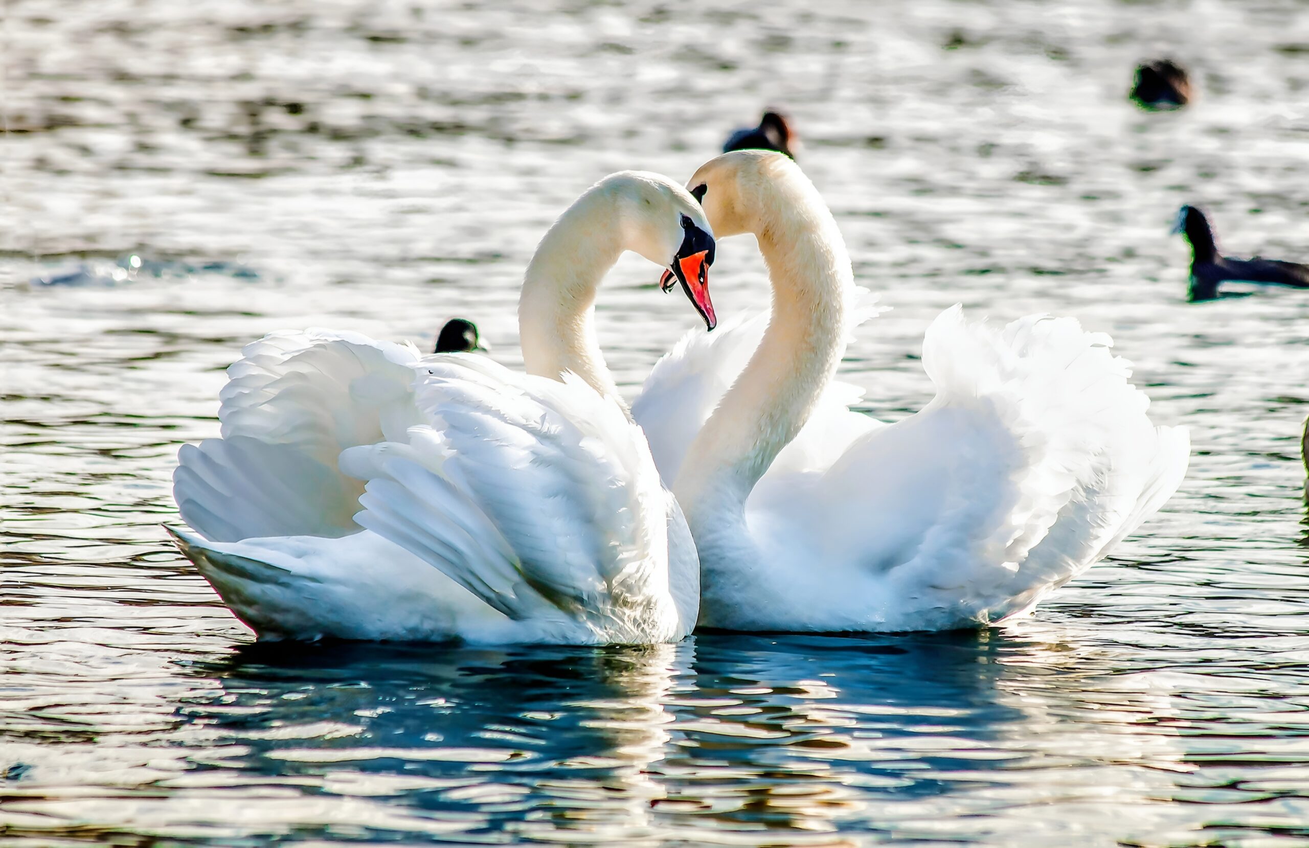 Detecting avian influenza could save millions of birds each year ...