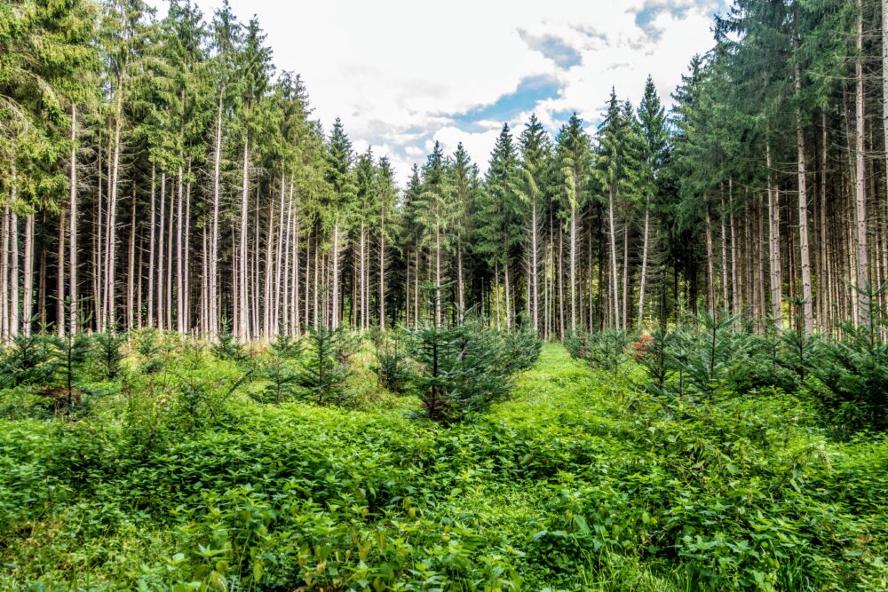 Secondary forests reconnect fragmented habitats • Earth.com