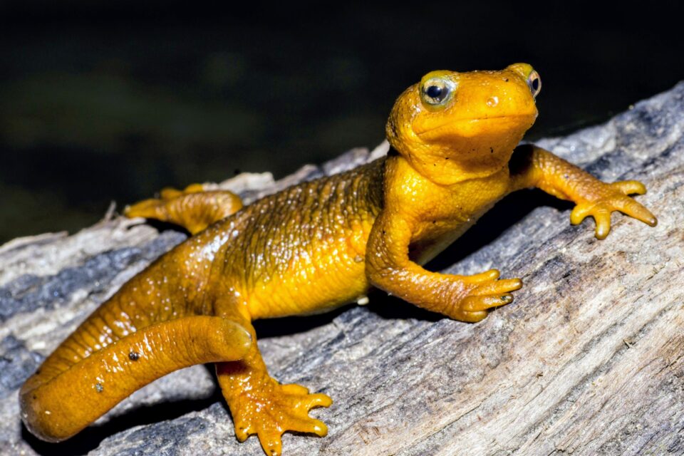 Female Taricha newts are much more poisonous than males • Earth.com