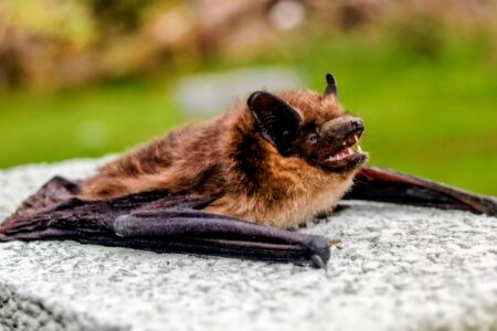 Rabies-infected vampire bats may extend their habitat into the U.S ...