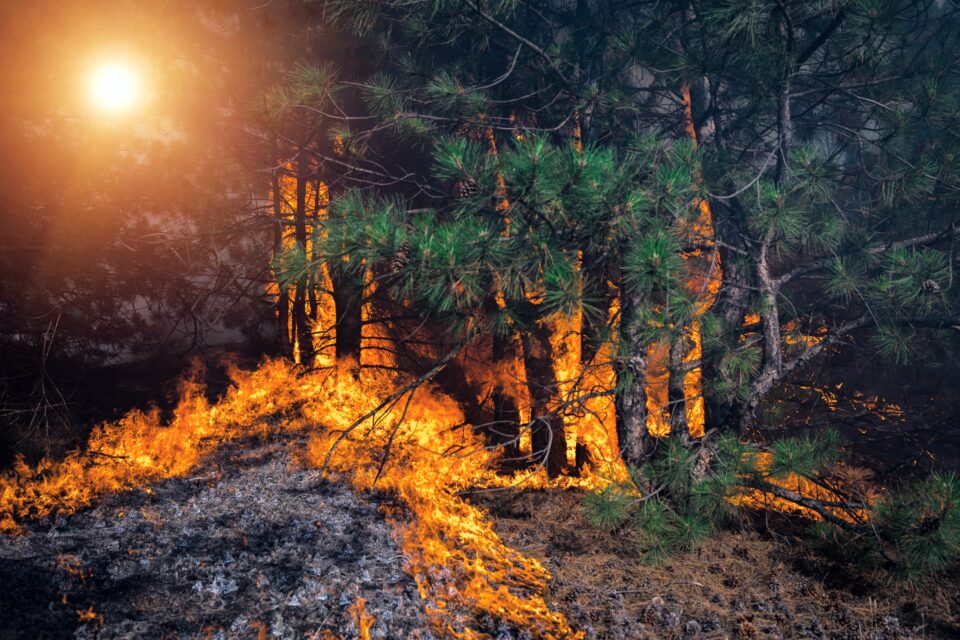 Low-intensity fires reduce the risk of catastrophic wildfires • Earth.com
