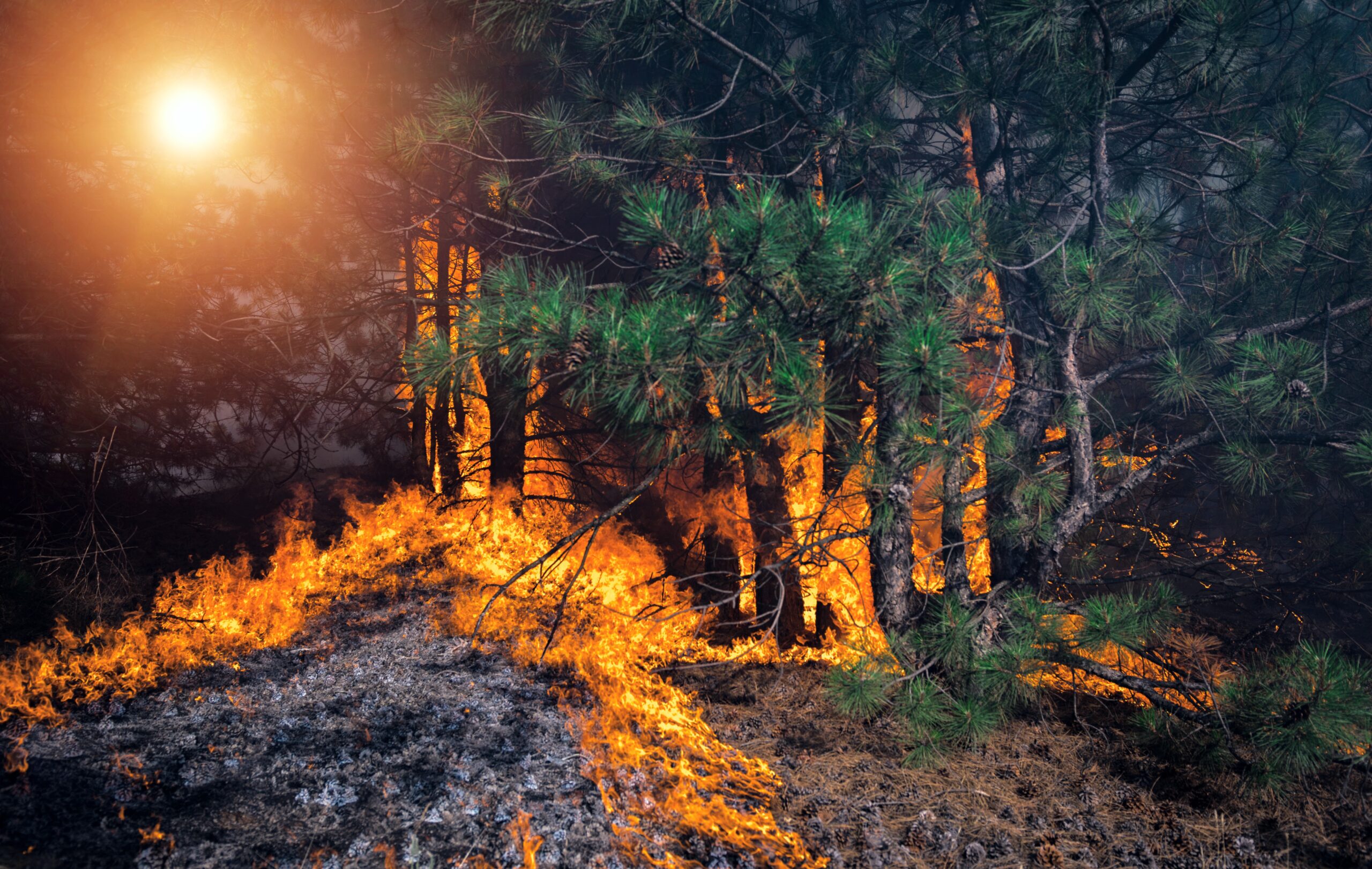 Low-intensity fires reduce the risk of catastrophic wildfires - Earth.com