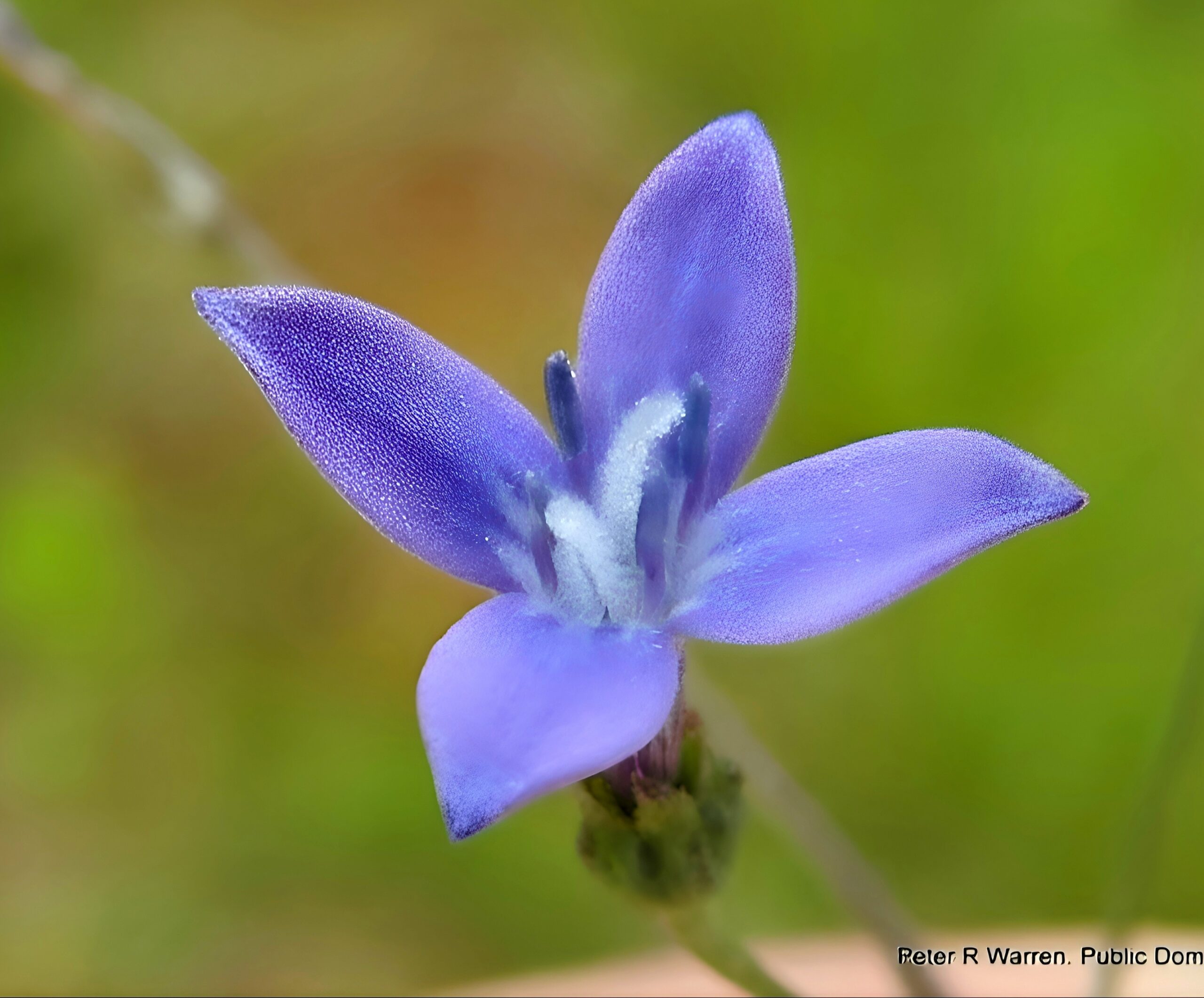 'Super power' of a tropical flower will improve drug discovery - Earth.com