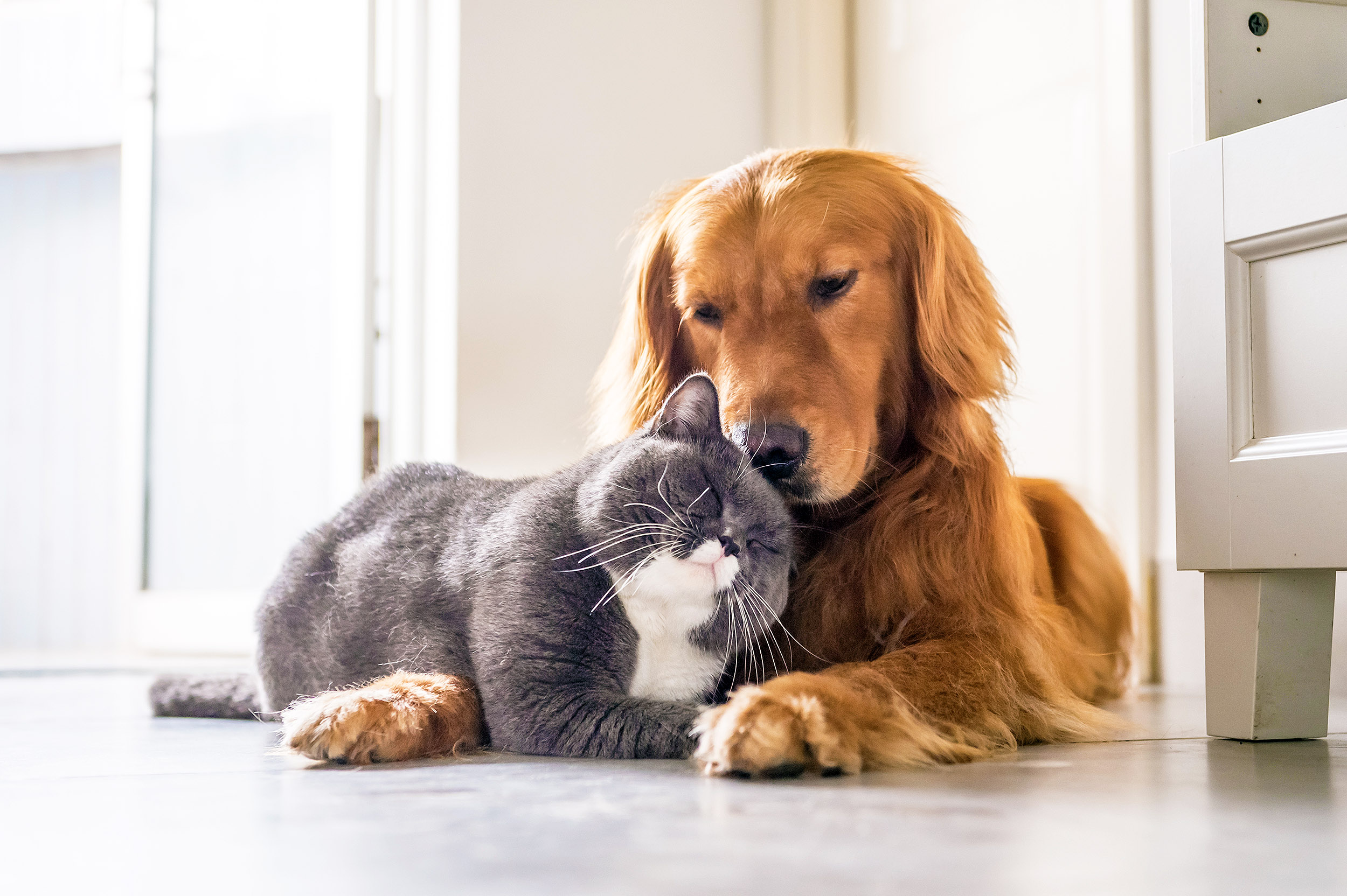 Are dogs smarter than cats? A new study looks for answers - Earth.com
