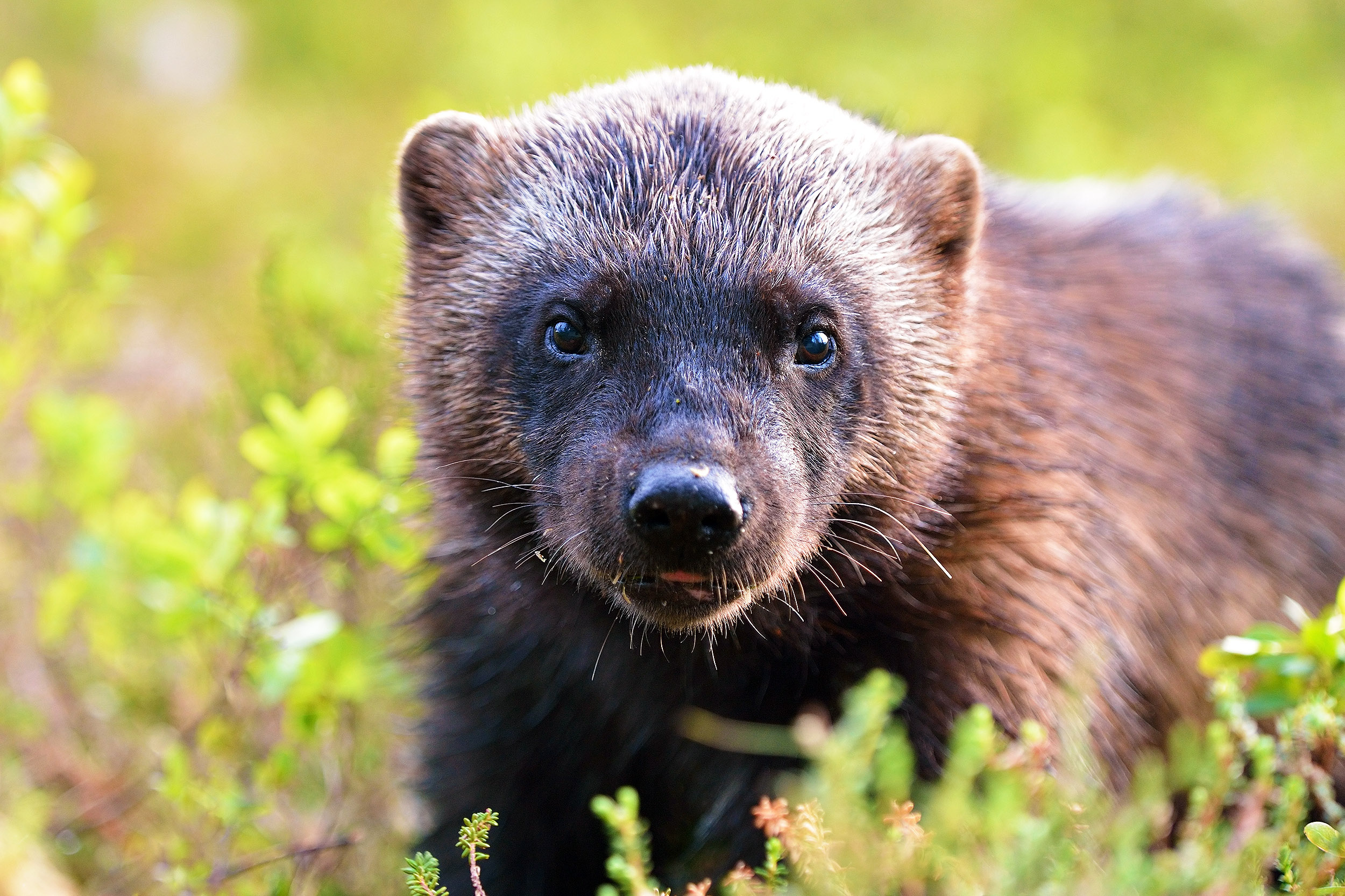 Wolverines receive protection from the Endangered Species Act - Earth.com