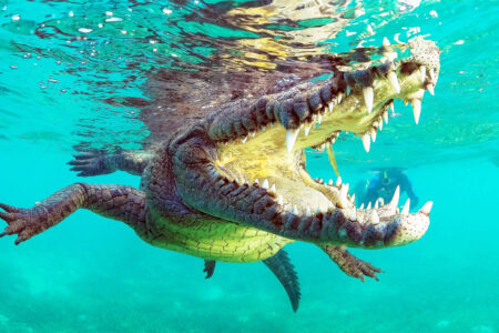 Crocodile family tree: 250 million years of crocodile evolution • Earth.com