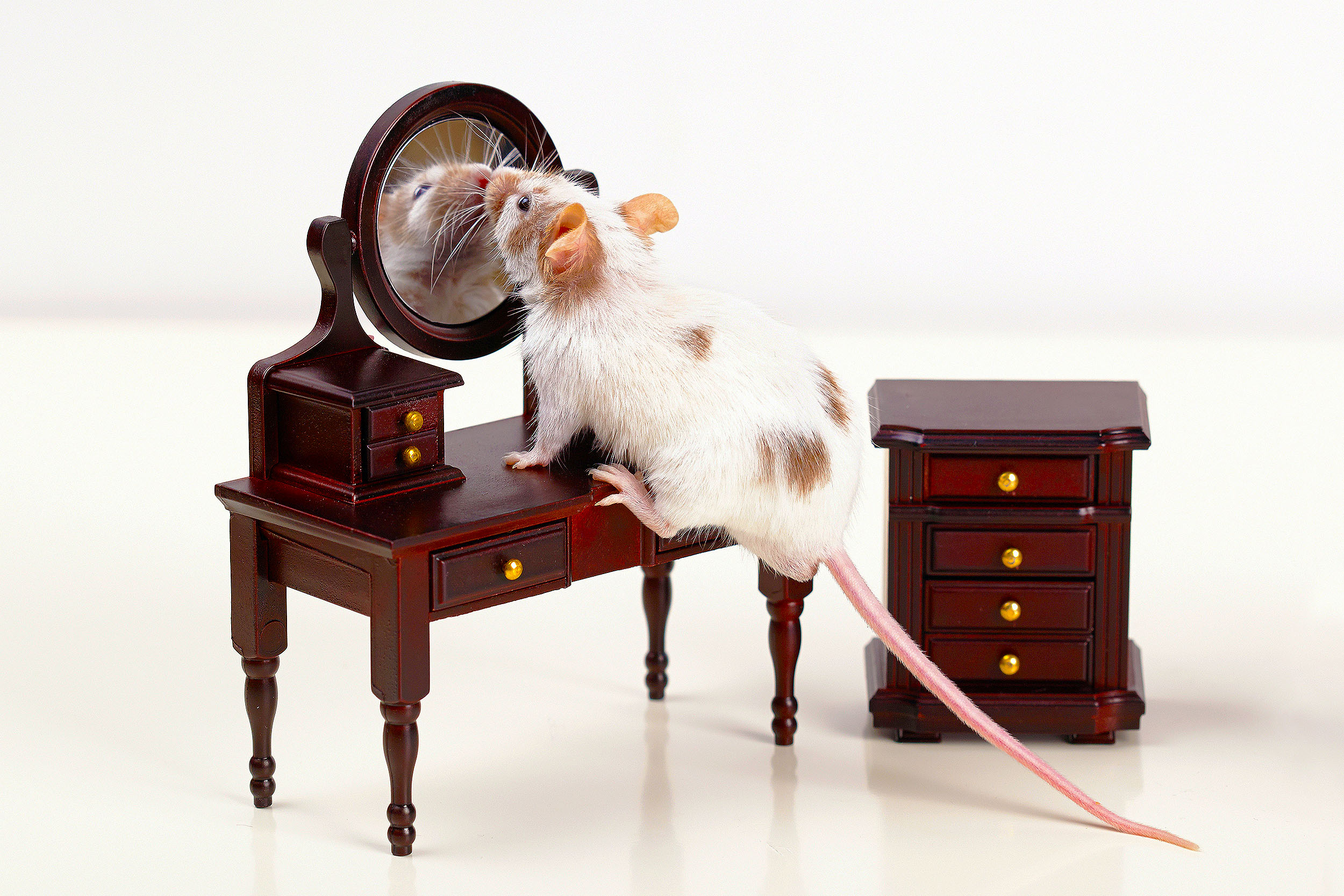 Mice pass the mirror test. Does that mean they are self-aware? - Earth.com