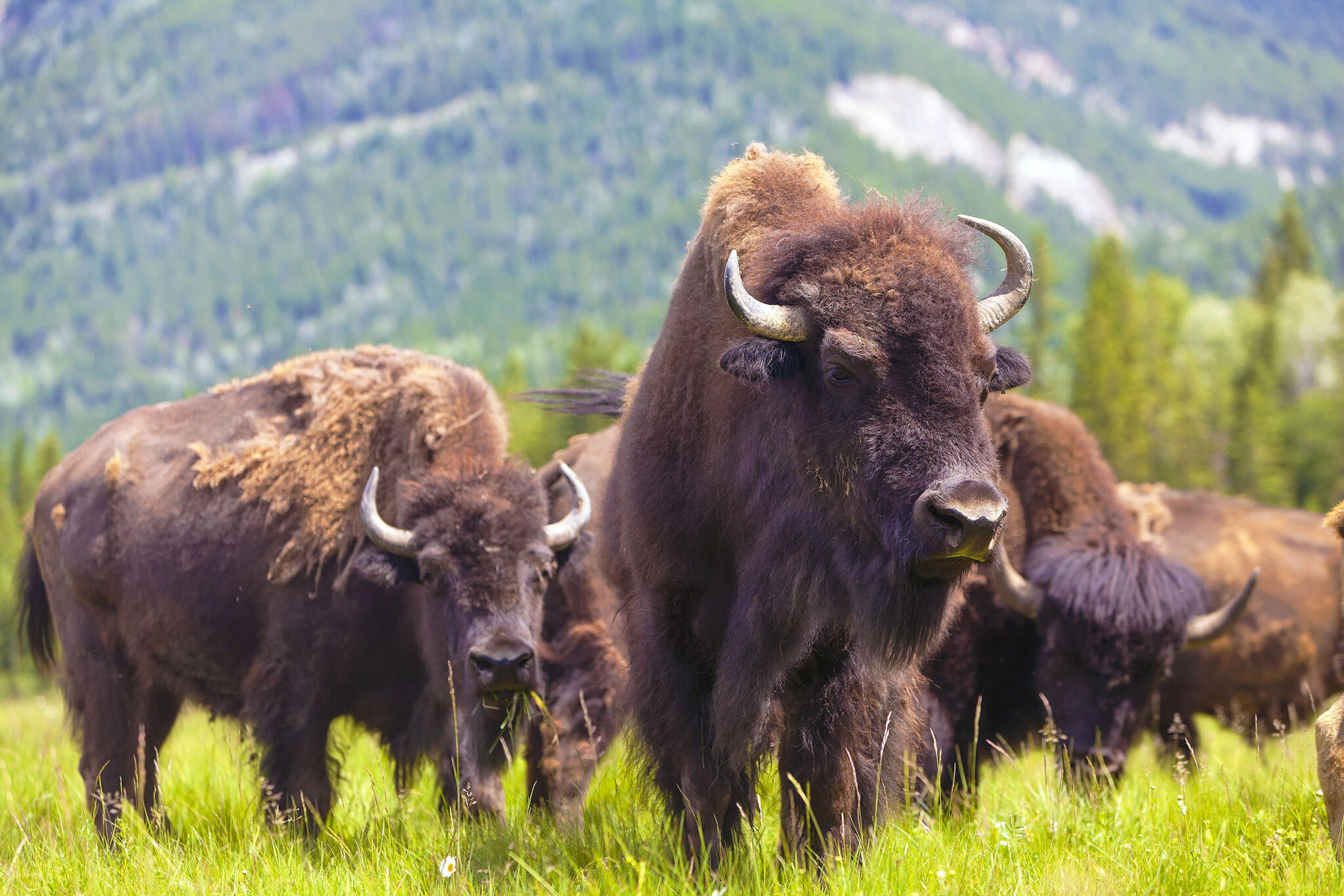 The American buffalo, from near-extinction to resurrection - Earth.com
