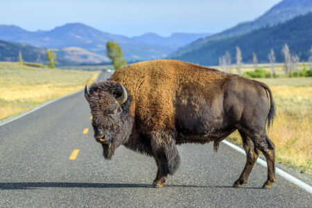 The American buffalo, from near-extinction to resurrection - Earth.com