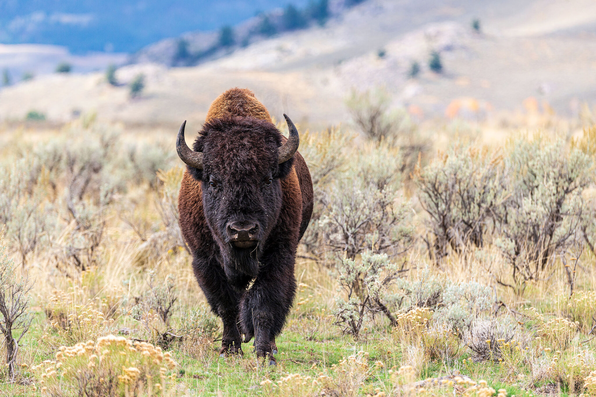 The American buffalo, from near-extinction to resurrection - Earth.com