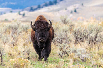 The American buffalo, from near-extinction to resurrection - Earth.com