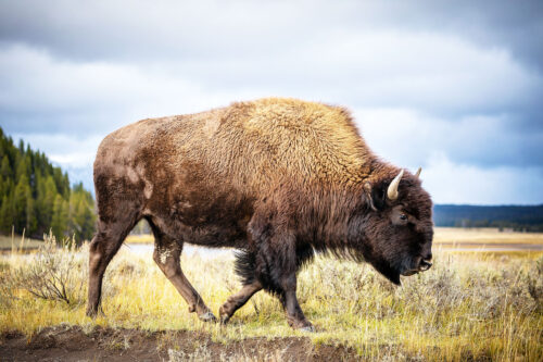 The American buffalo, from near-extinction to resurrection - Earth.com