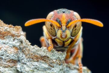 Paper wasps that can recognize faces are more cooperative • Earth.com