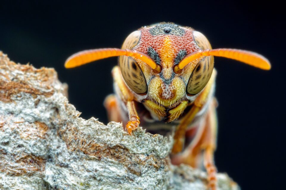 Paper wasps that can recognize faces are more cooperative • Earth.com