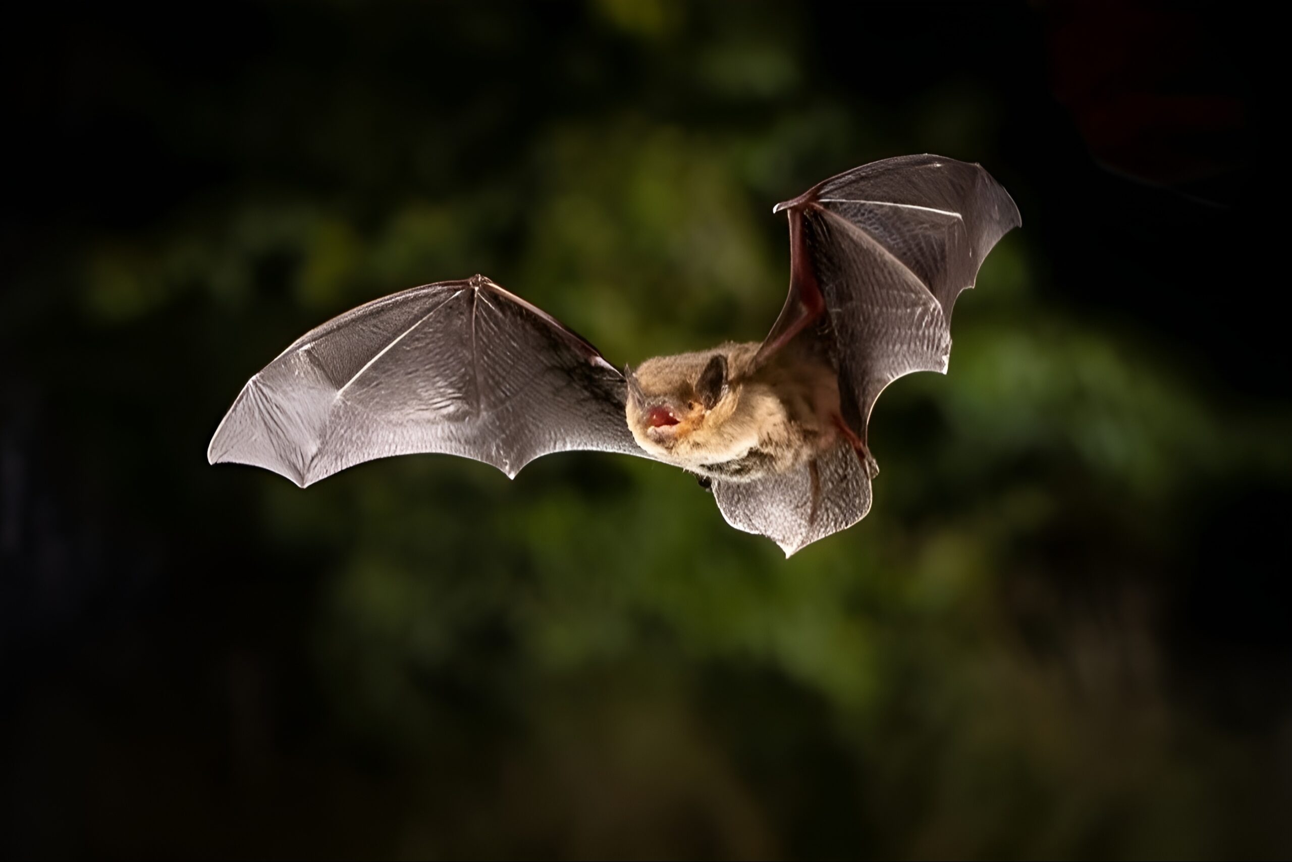 Migratory bats use Earth’s magnetic field as a compass - Earth.com