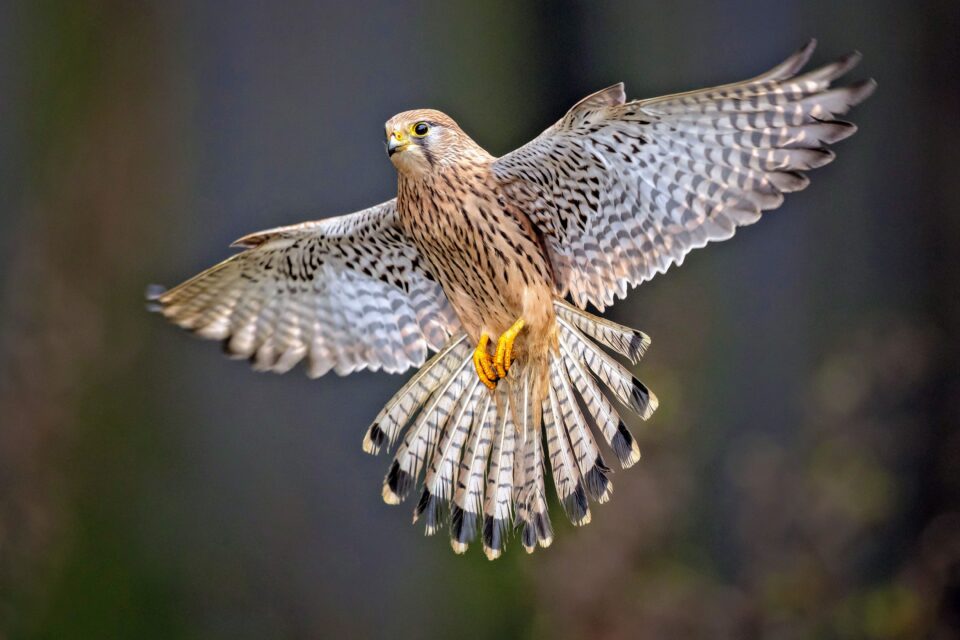 Green spaces shape bird characteristics in urban areas • Earth.com