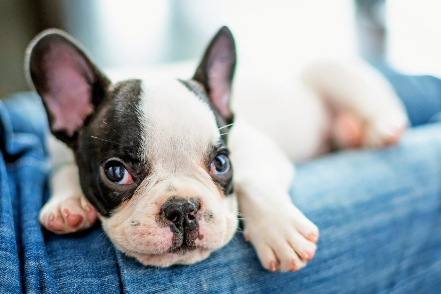 Head shape of flat-faced dogs impacts their sleep patterns • Earth.com