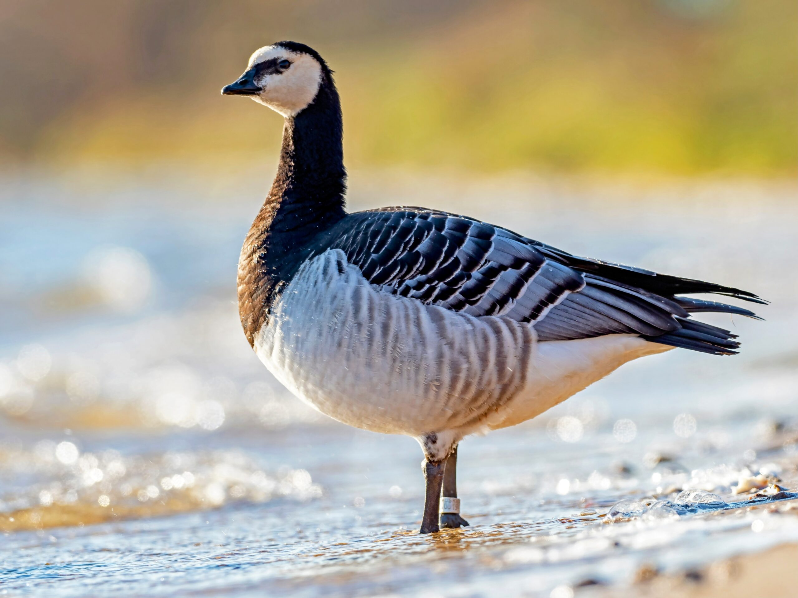 Small geese have a large impact on Arctic ecosystems - Earth.com