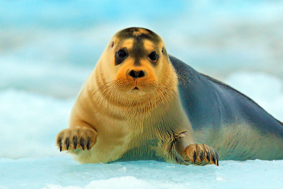 Complex nasal passages help Arctic seals stay warm • Earth.com