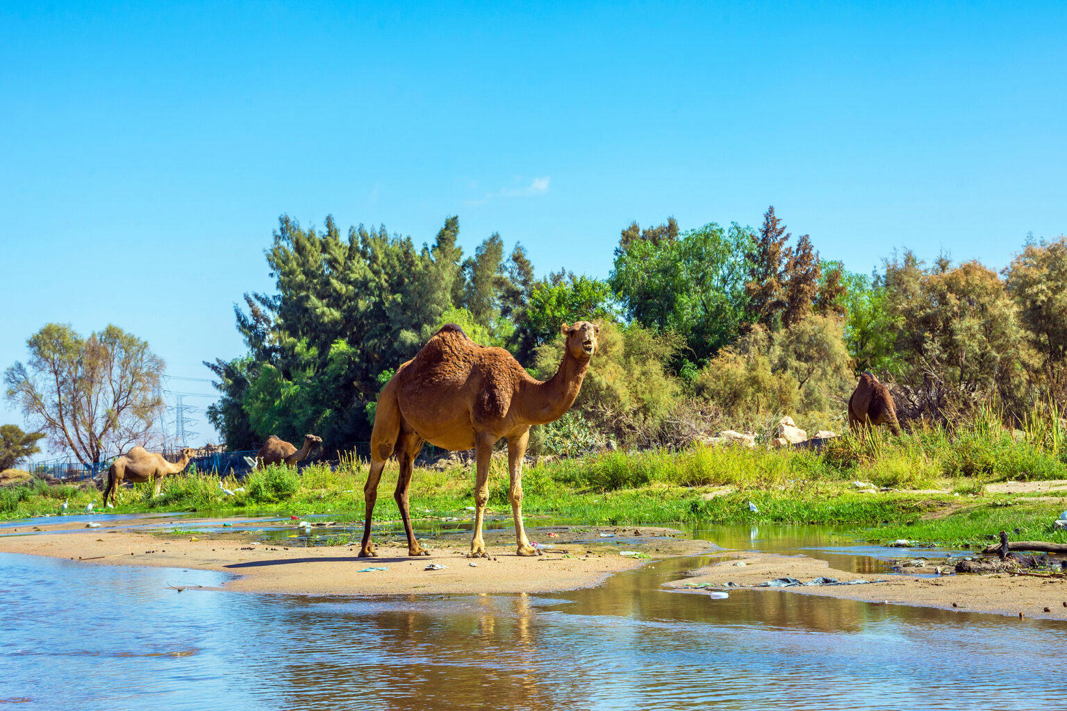 A "green" Sahara Desert helped early humans migrate out of Africa ...