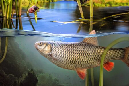 One quarter of freshwater fish species face extinction • Earth.com