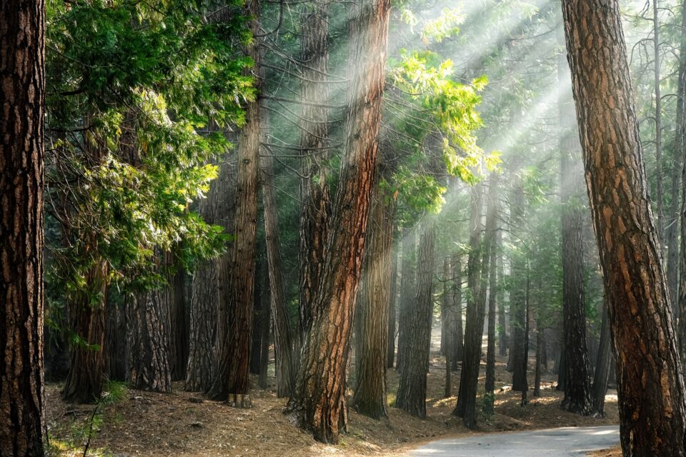 Climate change outpaces the ability for trees to adapt • Earth.com