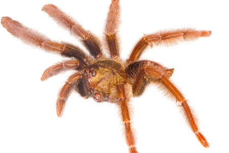 Two new tarantula species discovered in Ecuador • Earth.com