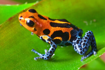 How poison frogs store their toxins without harming themselves • Earth.com